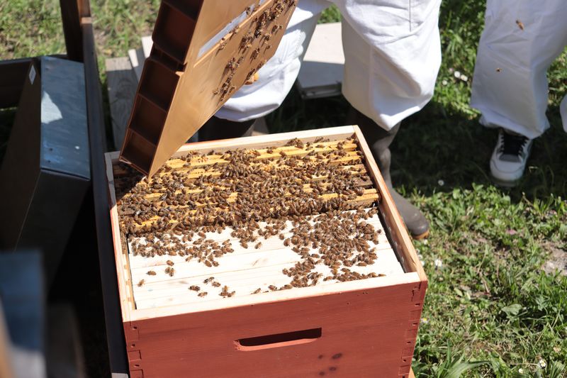 Ruches du collège 3/5 (Mai 2024) [EDD] - Collège Jean Moulin de Barbezieux - Pédagogie ...