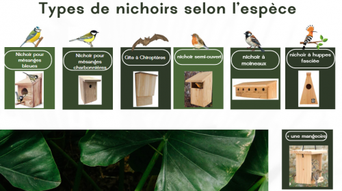 Eco-délégués : installation des nichoirs à oiseaux - Collège René ...